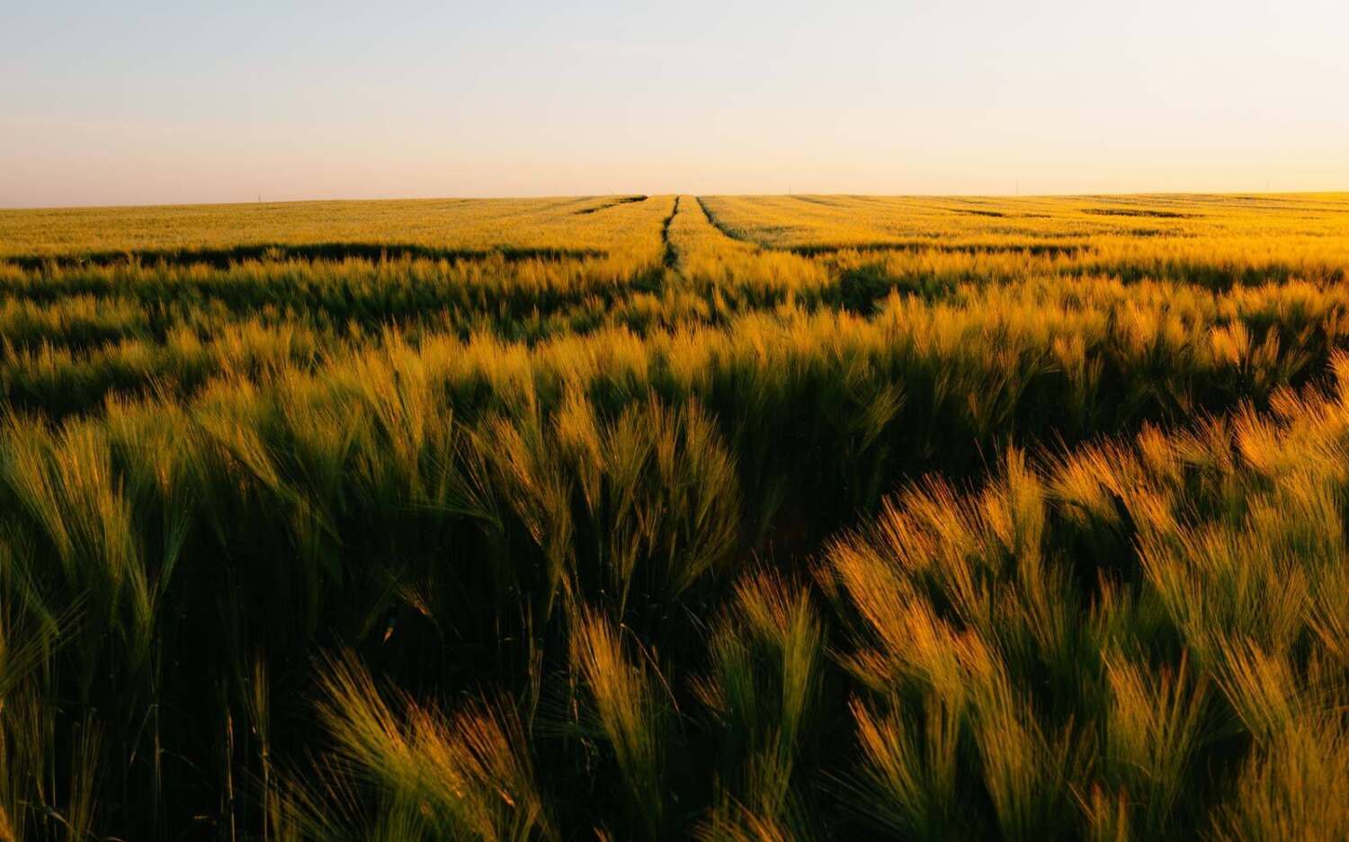 Pearls for Practice - RCWs vs. WACs: What’s the difference? - WSNA